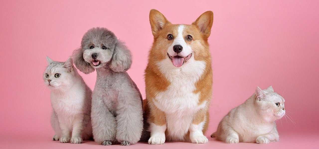 Como mantener la casa limpia con mascotas - 3lim2000